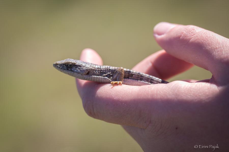 Large Grant Funds Study of Reptile Dwarfism | Westmont College